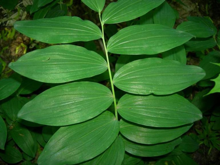 Какими бывают листья | форум Babyblog