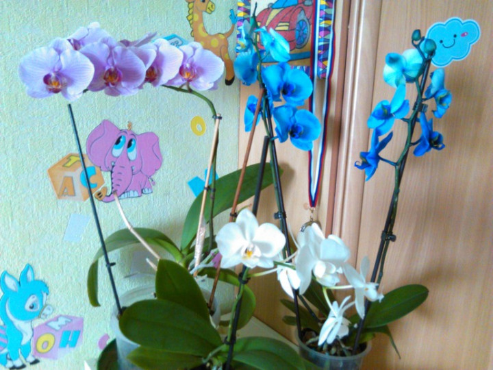 коллекция голубой орхидеи — 25 рекомендаций на Babyblog.ru